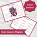 Heart Anatomy Diagram – Educational Printable Learning Resource ...