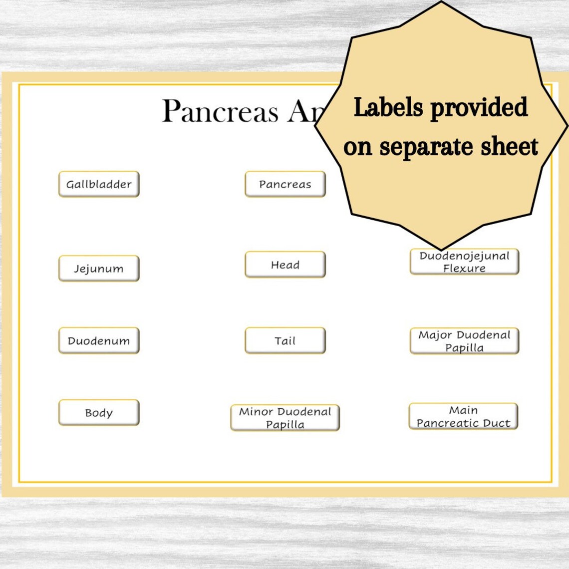 Pancreas Anatomy Diagram, Classroom Poster, Study Aid - Etsy