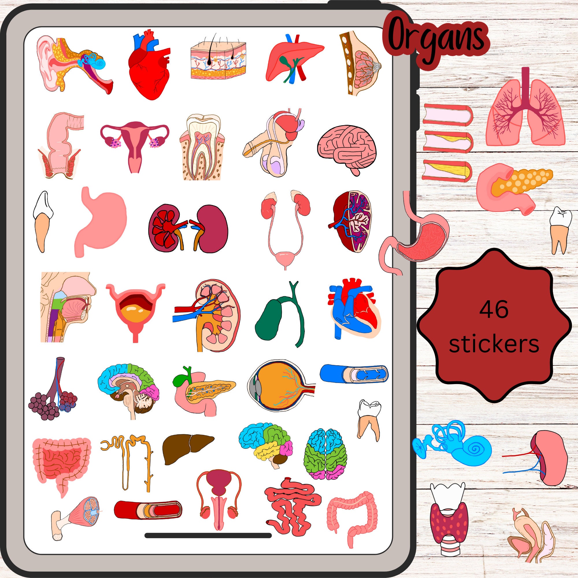 Anatomy Digital Stickers for Biology, Medical School, Nursing School ...