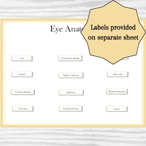 Eye Anatomy Diagram – Educational Printable Learning Resource (instant ...