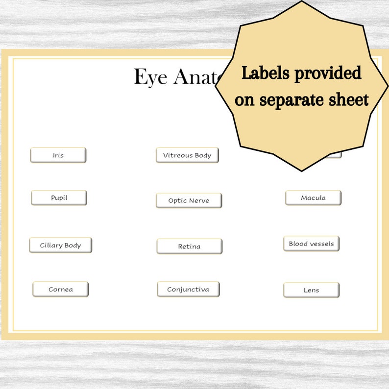 Eye Anatomy Labeling Diagram Classroom Poster and Study Aid - Etsy