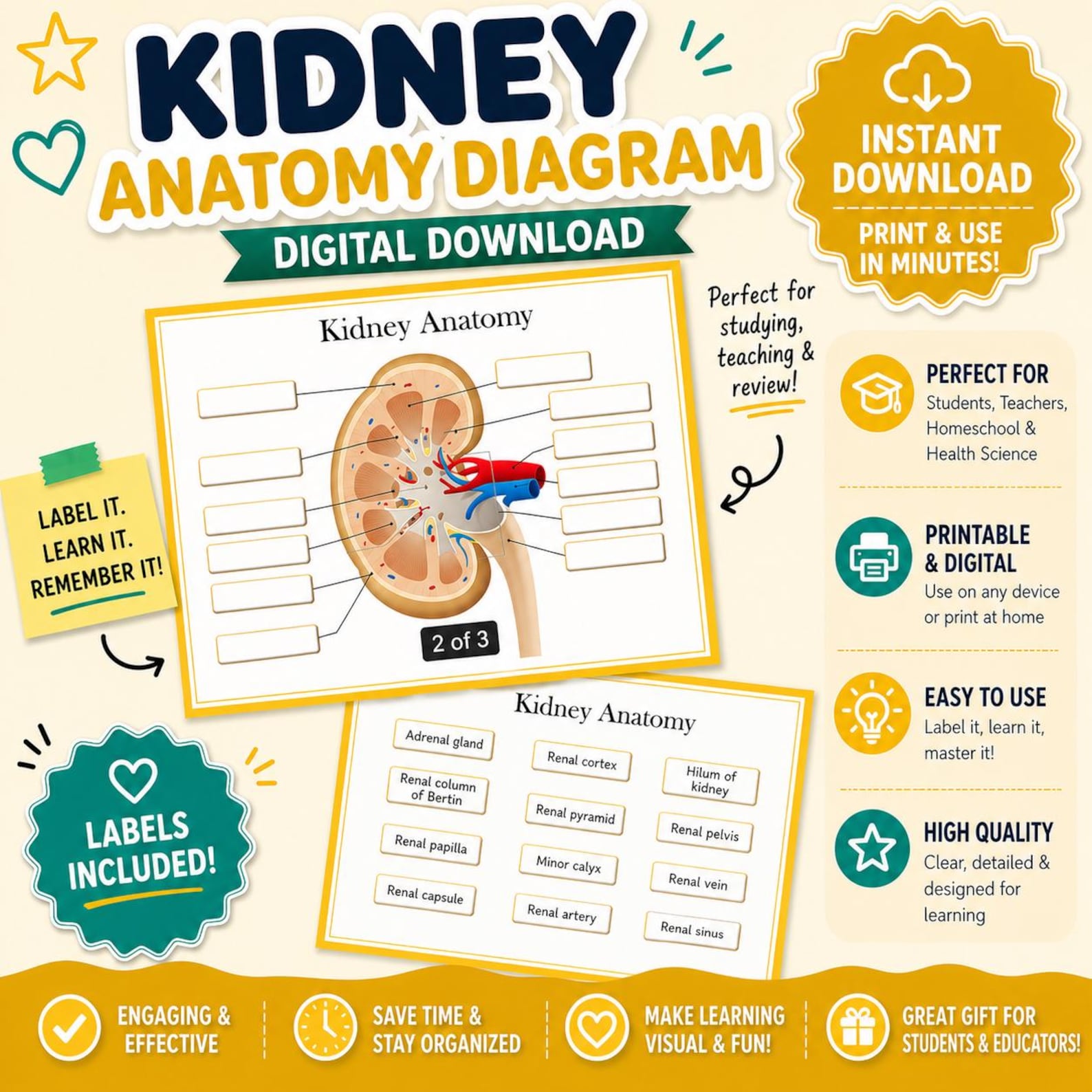 Kidney Anatomy Diagram – Printable Educational Resource (instant ...