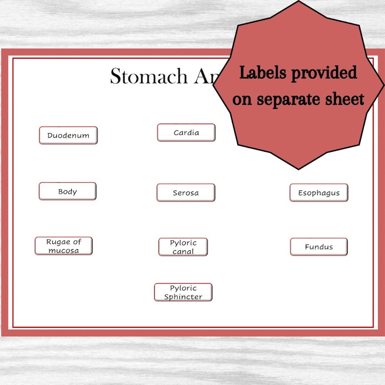 Stomach Anatomy Diagram – Printable Educational Resource (instant ...