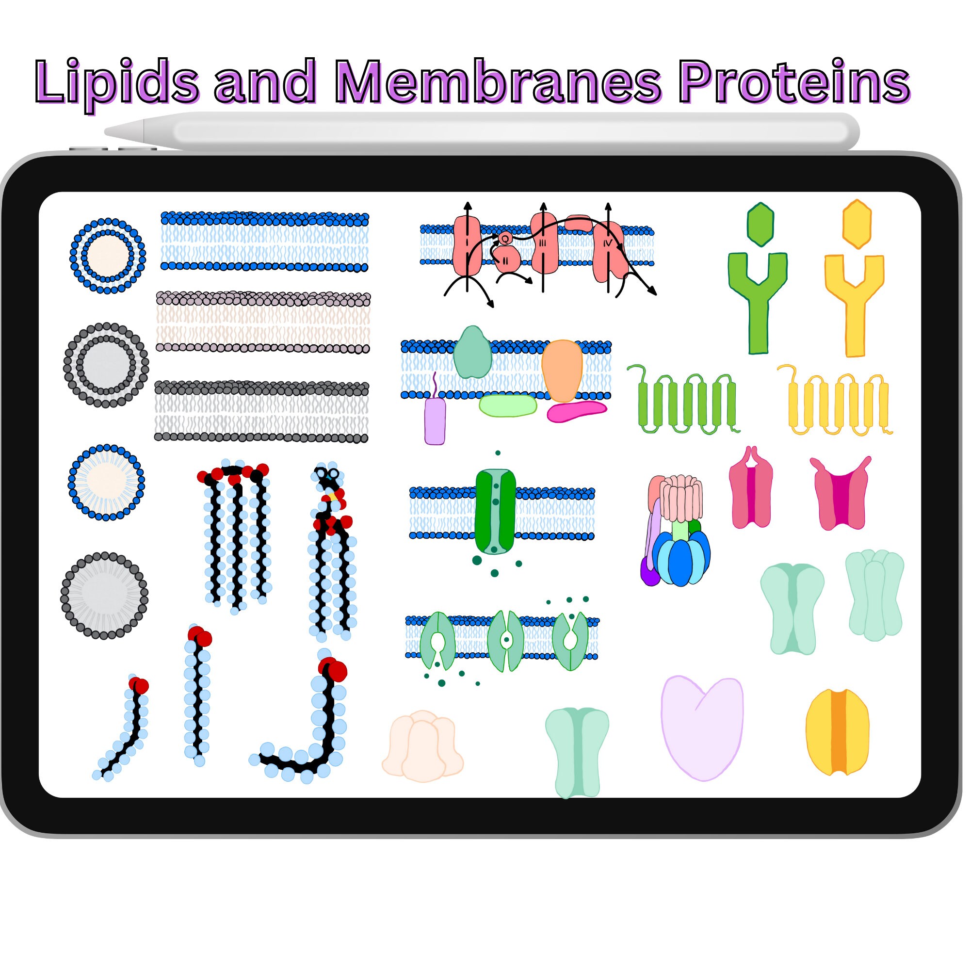 Digital Stickers for Biochemistry, Molecular Biology & Genetics ...