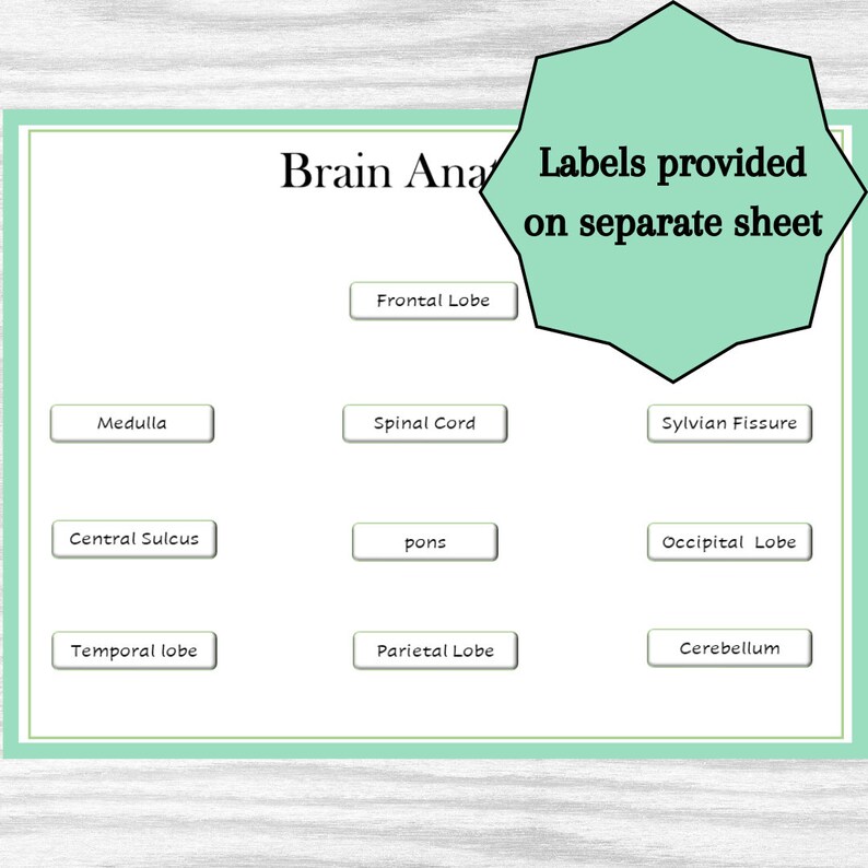 Brain Anatomy Labeling Diagram Classroom Poster Anatomy Study Notes ...
