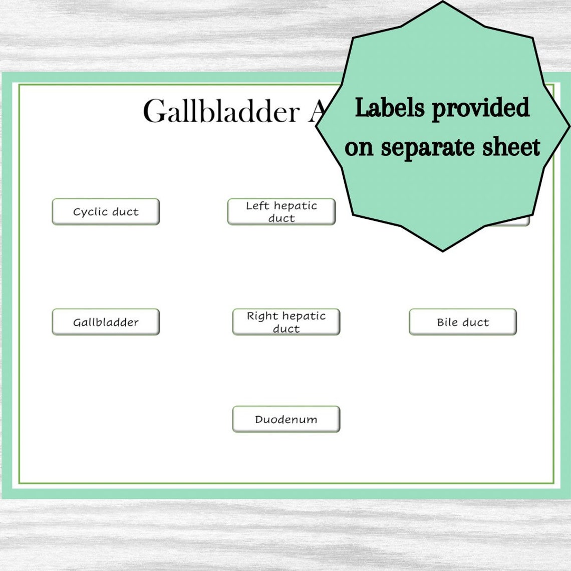 Gallbladder Anatomy Diagram – Educational Printable Learning Resource ...
