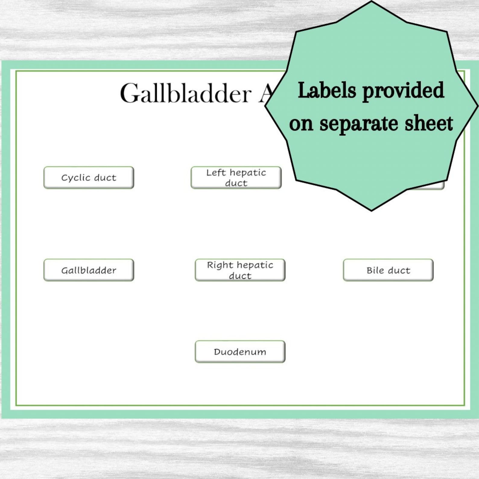 Gallbladder Anatomy Diagram – Educational Printable Learning Resource ...
