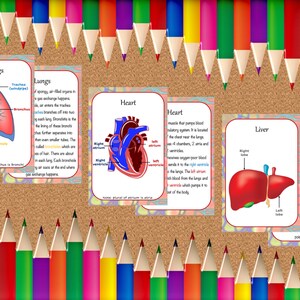 Anatomy Printable Flashcards / Anatomy for Kids / Human | Etsy