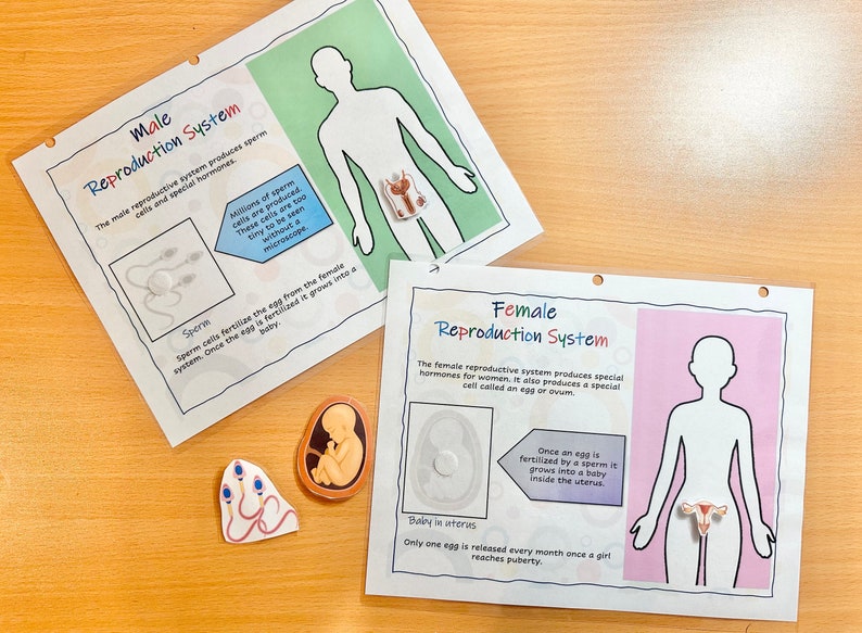 Montessori Anatomy Busy Book Quiet Time Book Anatomy - Etsy