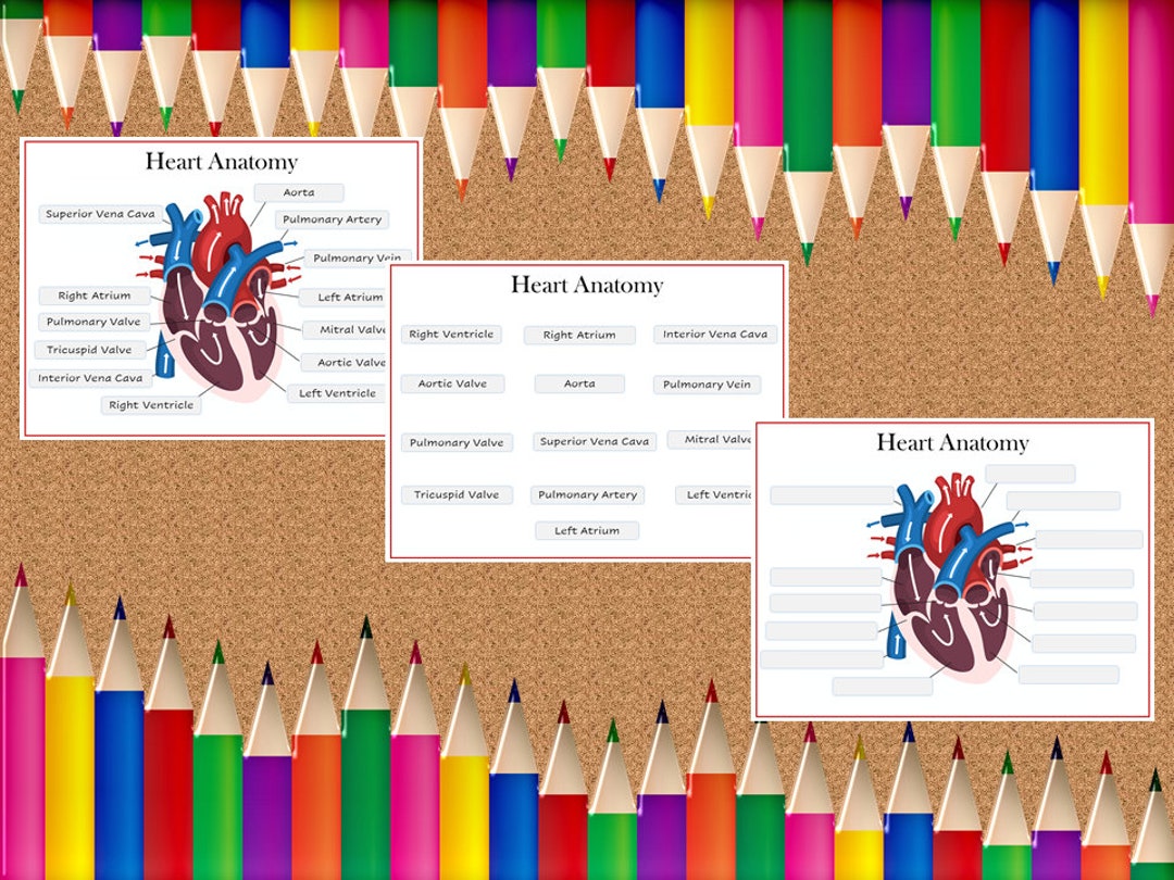 Heart Anatomy Labelling Diagram - Etsy