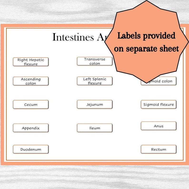 Intestines Anatomy Diagram, Classroom Poster, Study Aid - Etsy