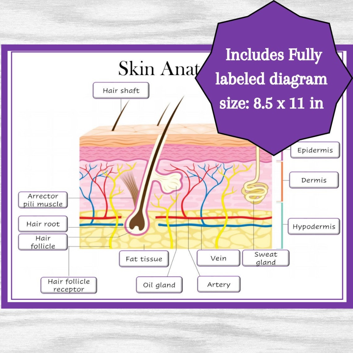 Skin Anatomy Diagram – Printable Educational Resource (instant Download ...
