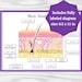 Skin Anatomy Diagram – Printable Educational Resource (instant Download ...