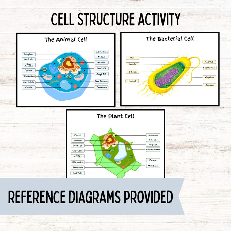 Interactive Cell Structure Activity and Flashcards | Educational ...