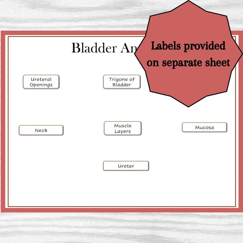 Bladder Anatomy Diagram – Educational Printable Learning Resource ...