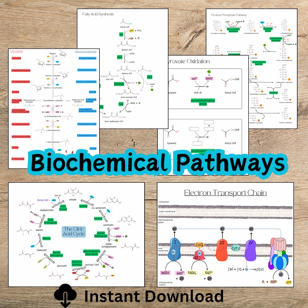 Biochemical Pathway Worksheets for Biology, Biochemistry, Medical ...