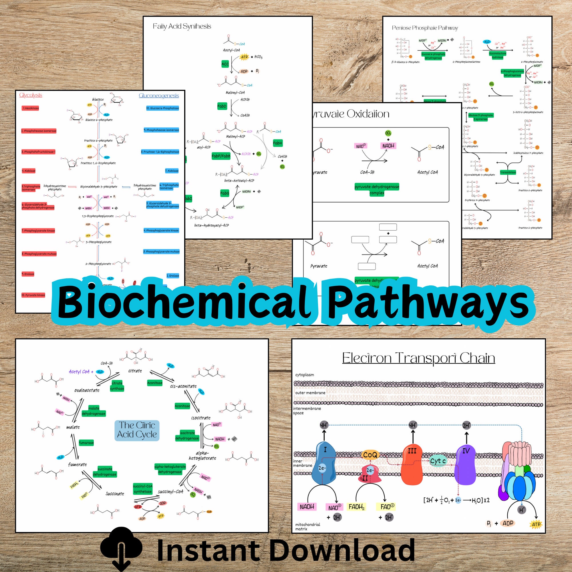Biochemical Pathway Worksheets for Biology, Biochemistry, Medical ...