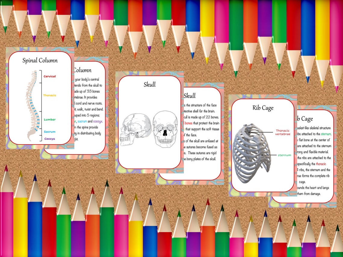 Anatomy Printable Flashcards / Anatomy for Kids / Human | Etsy