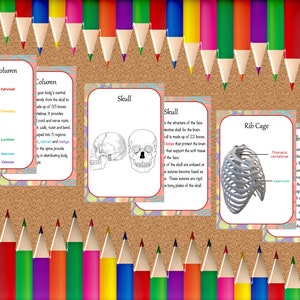 Anatomy Printable Flashcards / Anatomy for Kids / Human | Etsy