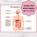 Digestive System Diagram – Educational Printable Learning Resource ...