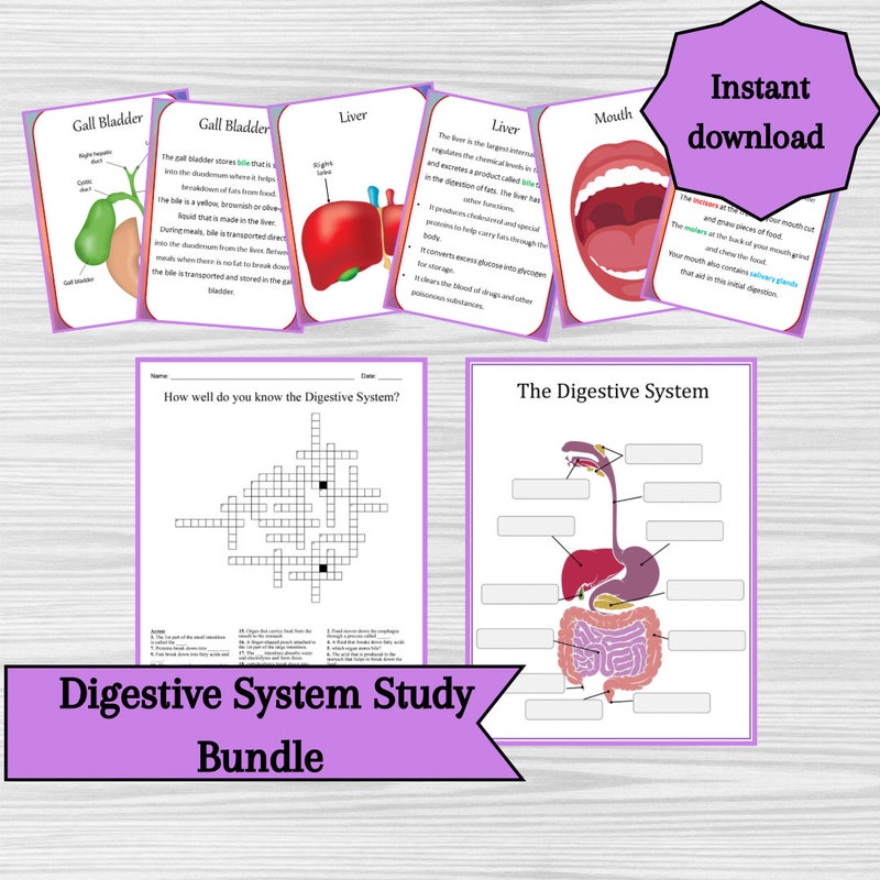 Digestive System - Etsy