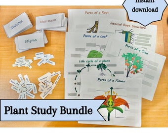Parts of a Plant Bundle Printable, Parts of a Flower, Fruit Anatomy ...