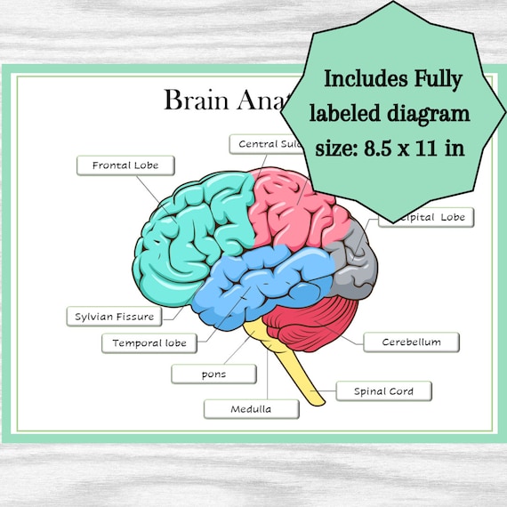Labeled Brain Anatomy Diagram