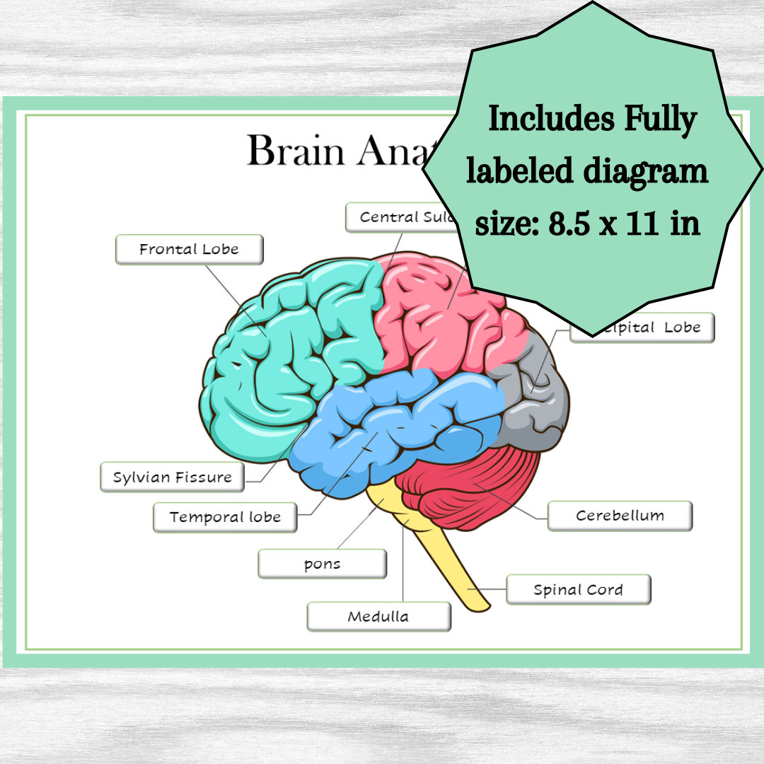 Brain Anatomy Labeling Diagram Classroom Poster Anatomy Study Notes ...