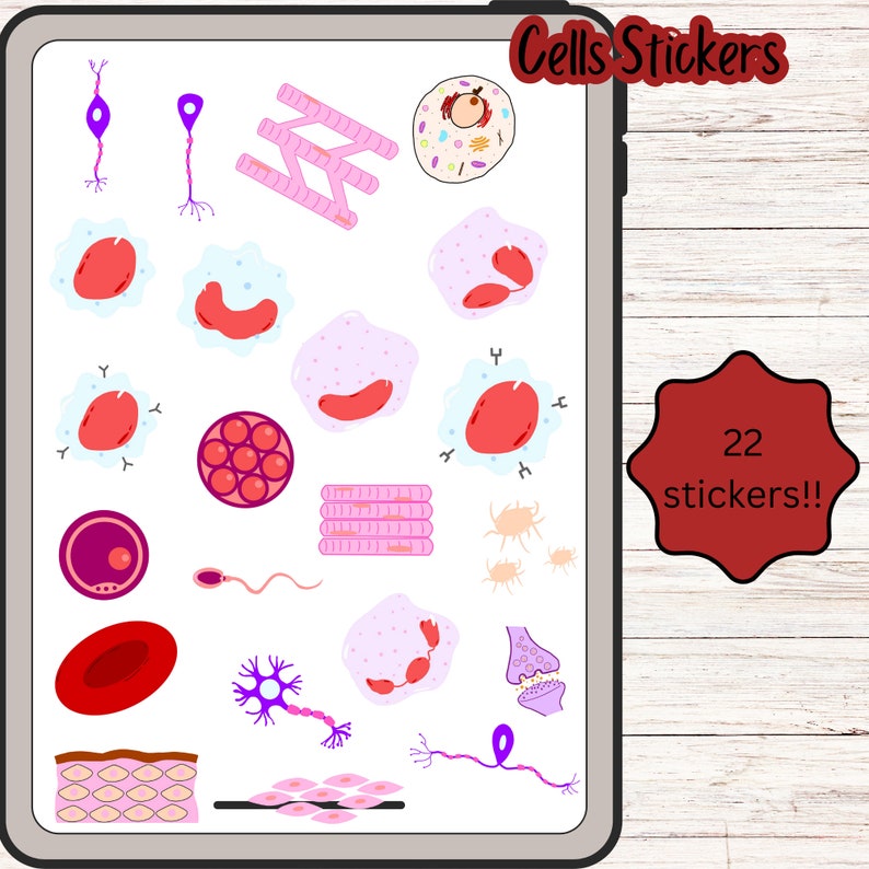 Anatomy Digital Stickers for Biology, Medical School, Nursing School ...