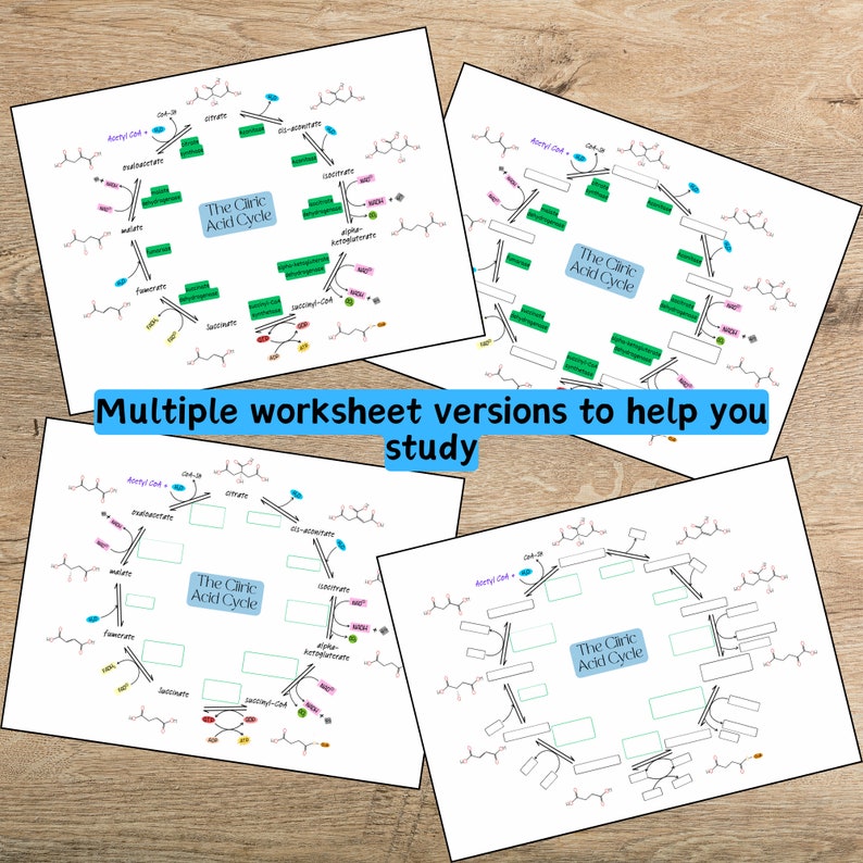 Biochemical Pathway Worksheets for Biology, Biochemistry, Medical ...