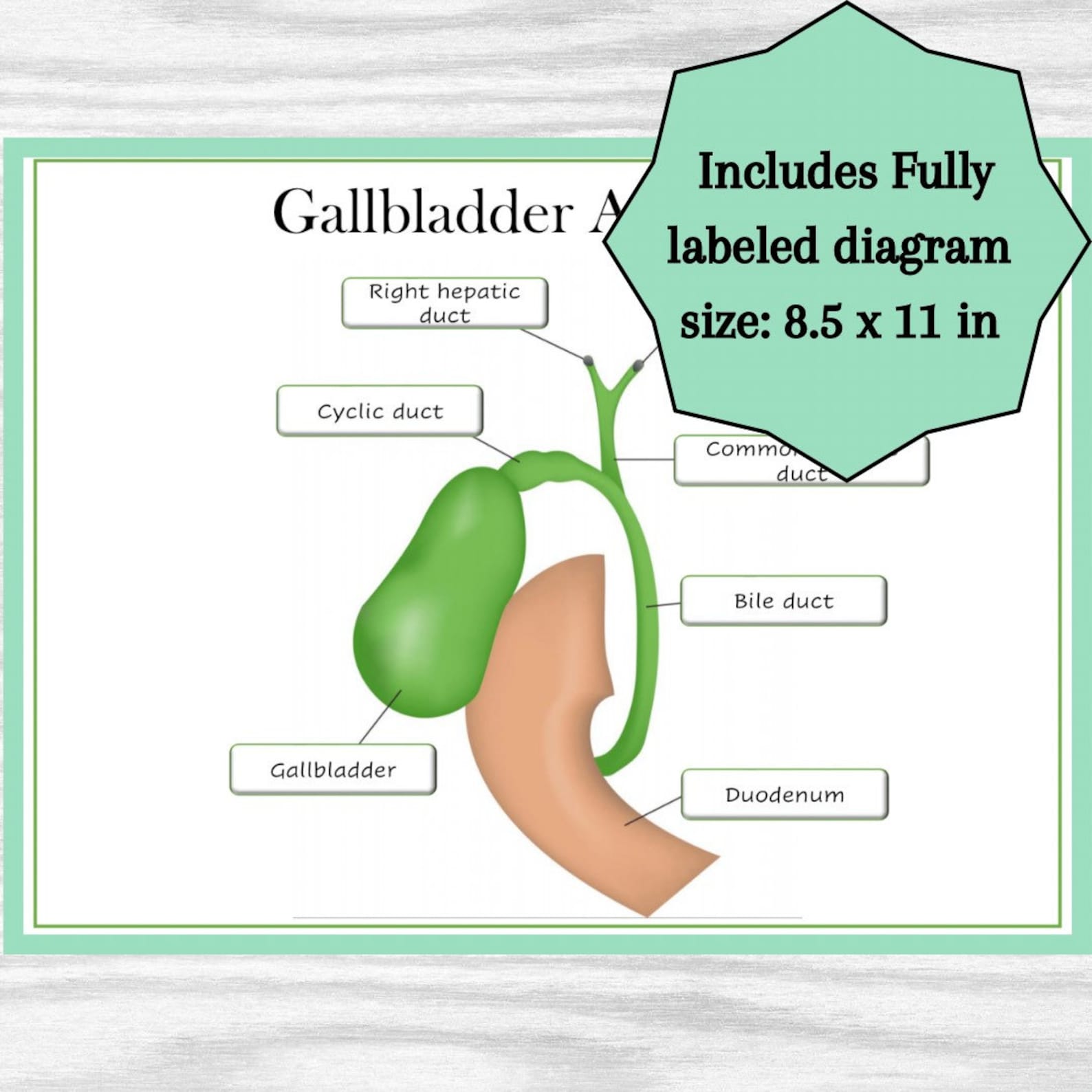 Gallbladder Anatomy Diagram – Educational Printable Learning Resource ...