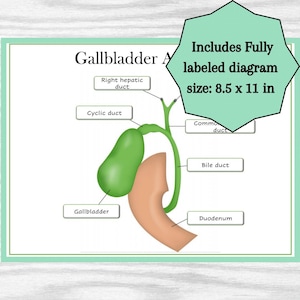 Gallbladder Anatomy Diagram – Educational Printable Learning Resource ...