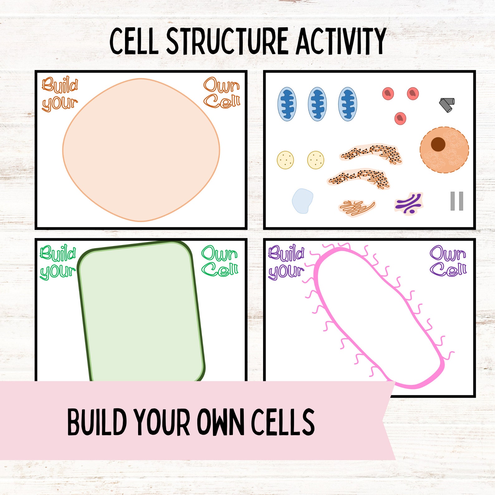 Animal, Plant, Bacterial Cell Model and Flashcards Unit Study Cellular ...