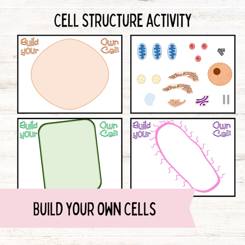 Cell Structure Unit Study | Build Your Own Cell Activity & Flashcards ...