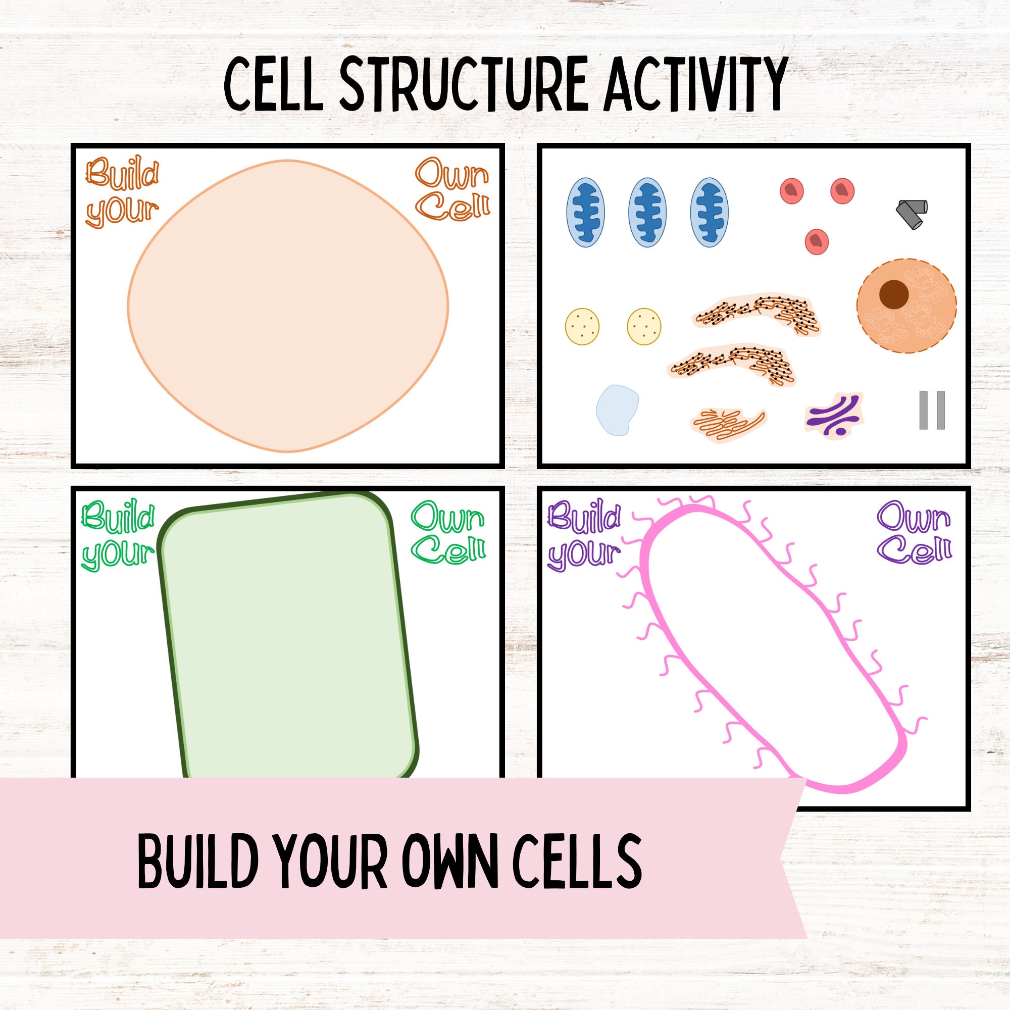 Cell Structure Unit Study: Build-a-cell Activity & Flashcards (PDF) - Etsy