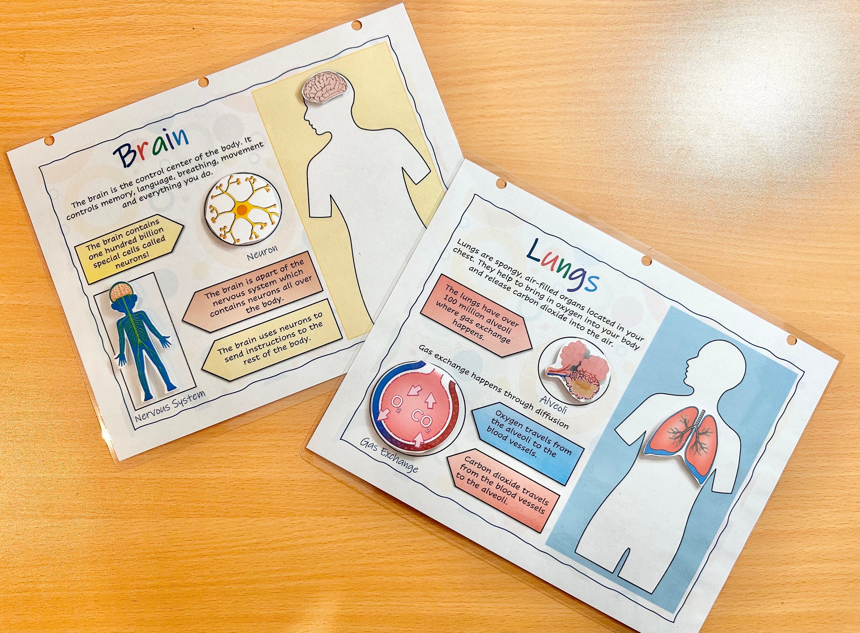 Montessori Anatomy Busy Book Quiet Time Book Anatomy - Etsy