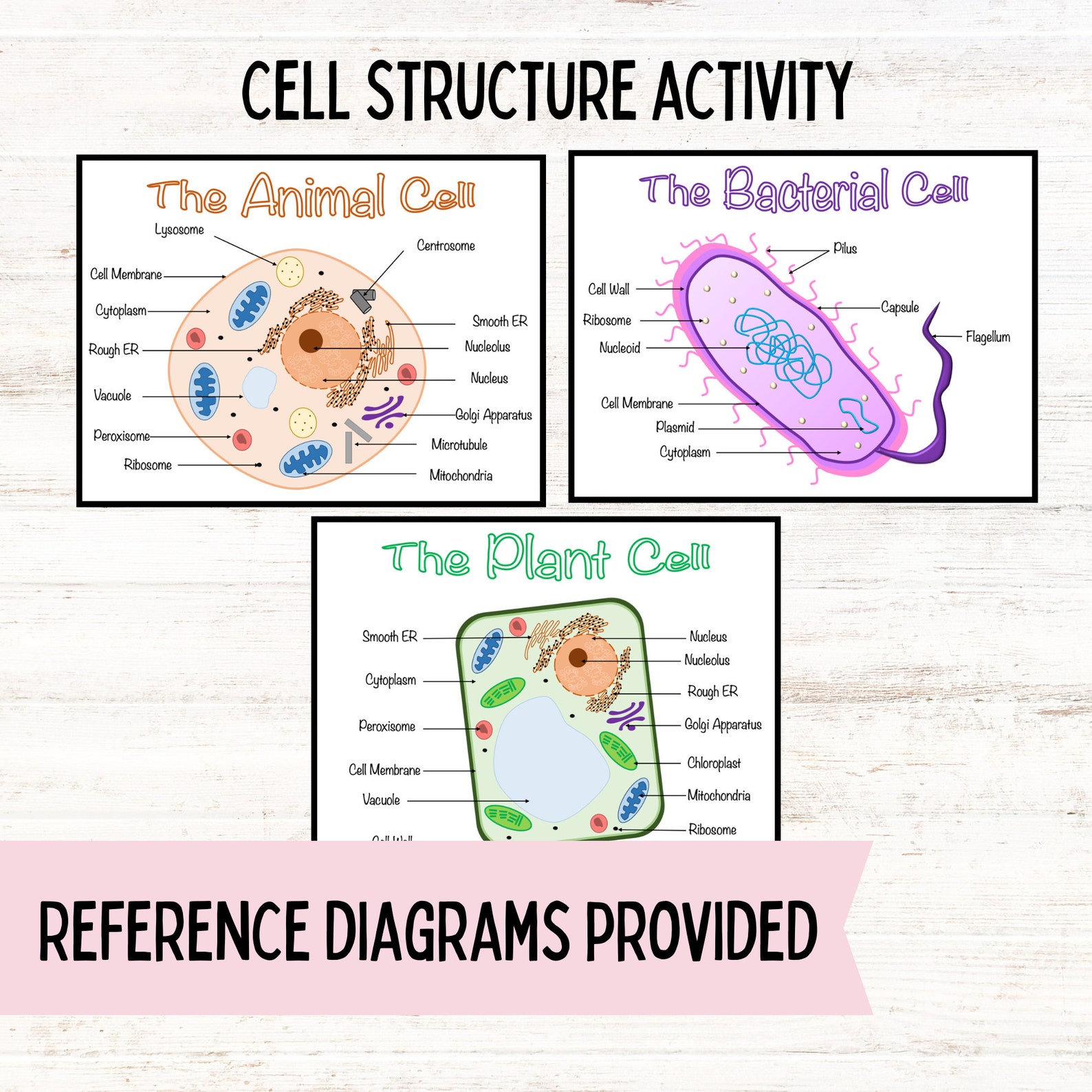 Animal, Plant, Bacterial Cell Model and Flashcards Unit Study Cellular ...