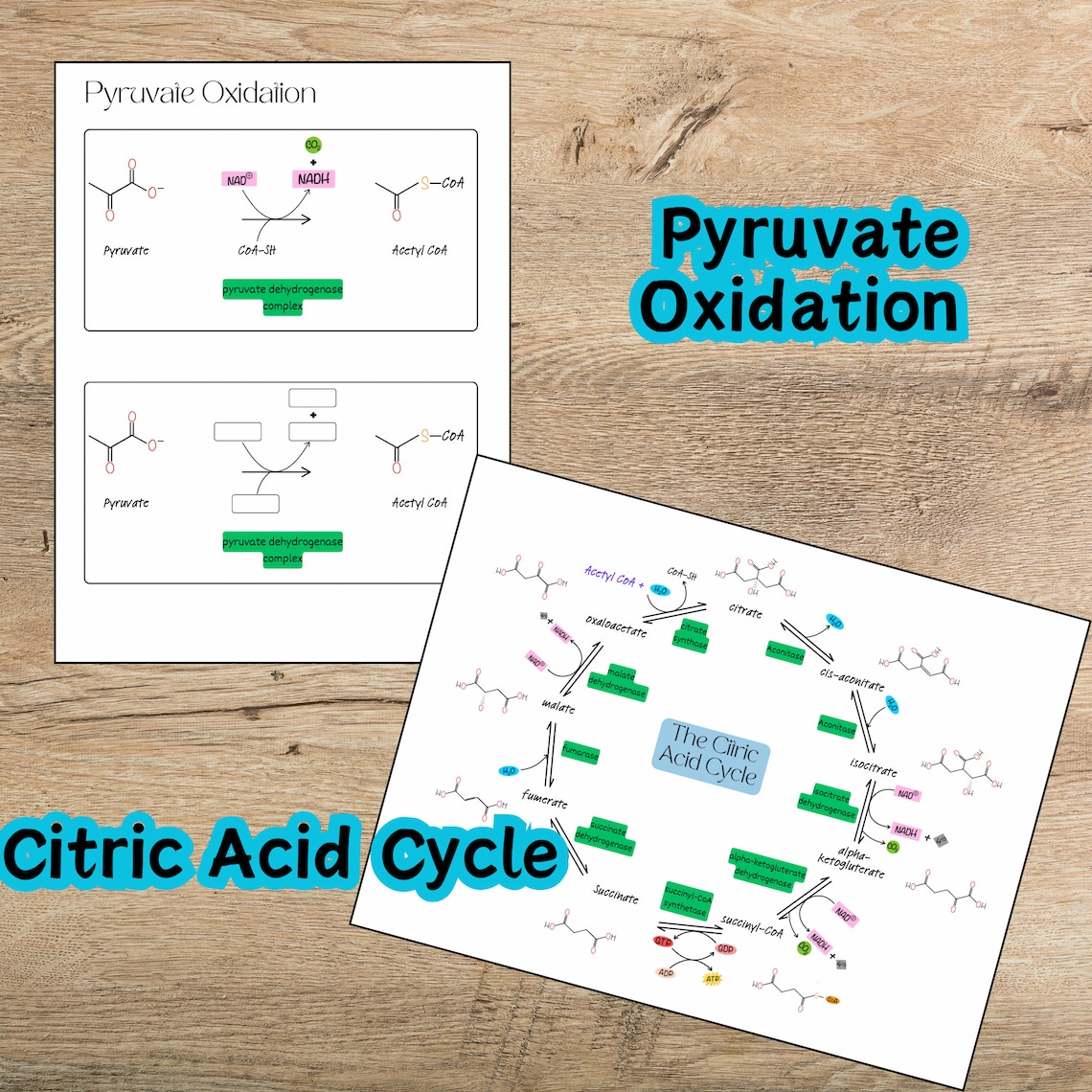 Biochemical Pathway Worksheets for Biology, Biochemistry, Medical ...