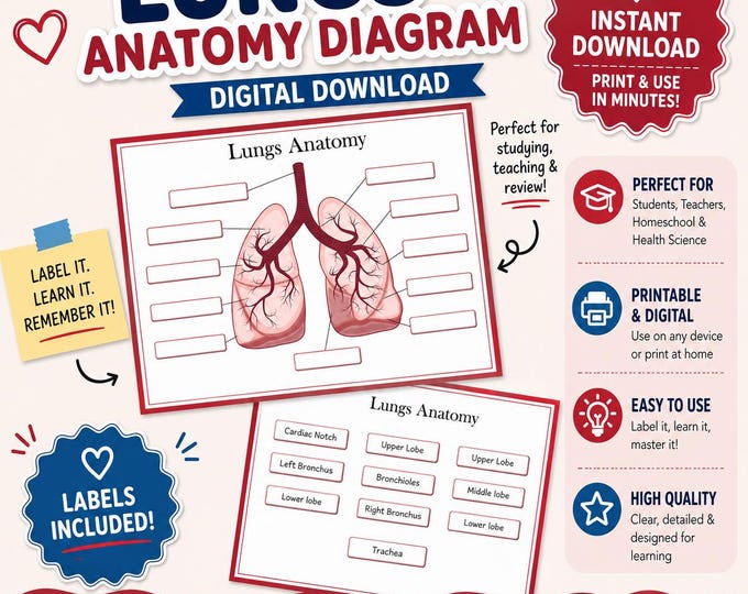 Anatomy HUMAN LUNG Respiratory System - Full Color Anatomically Correct ...