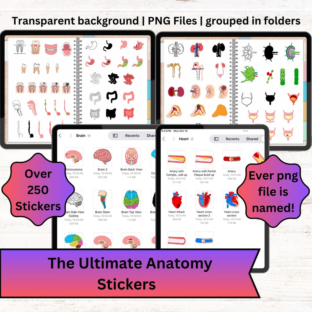 Ultimate Anatomy Digital Stickers for Biology, Medical and Nursing ...