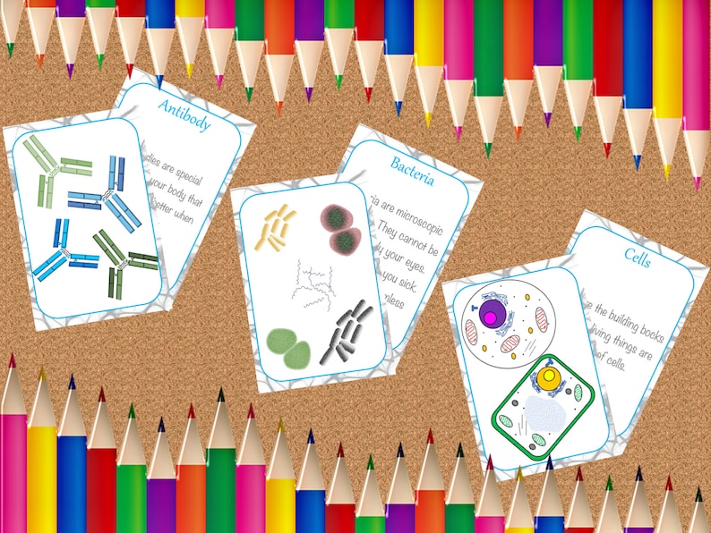 Printable Biology Flashcards / Preschool / Kindergarten / | Etsy Australia