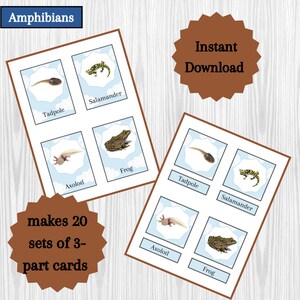 Montessori Inspired Animals 3-part Classification Flashcards Featuring ...