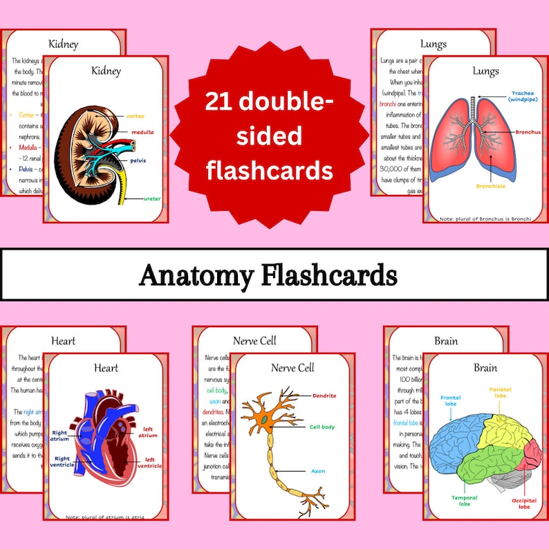 Printable Anatomy Flashcards – Double-sided Human Body Flashcards for ...