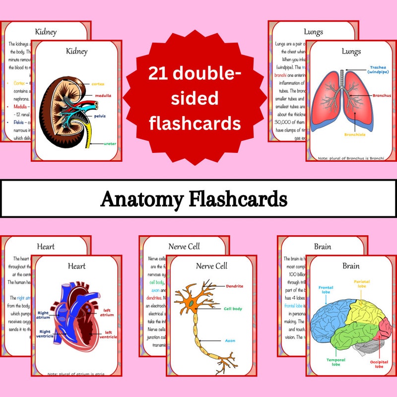 Anatomy Flashcards - Etsy