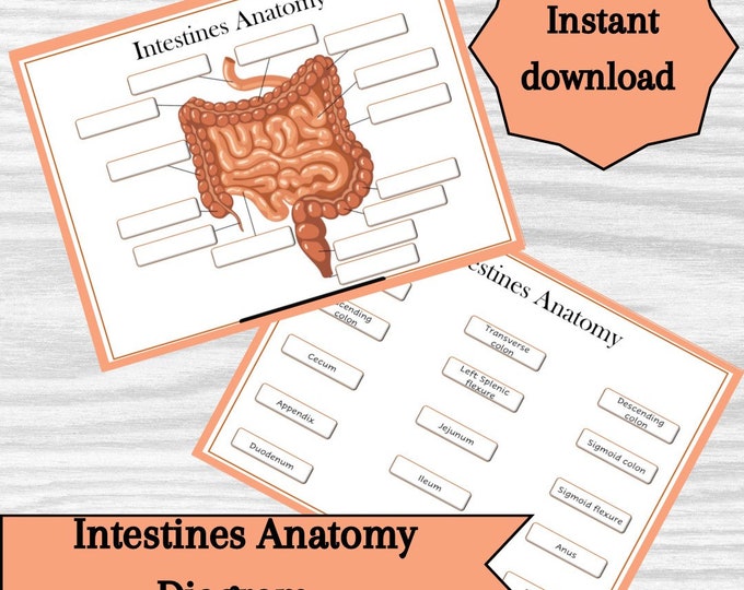 Intestines Anatomy Diagram – Printable Educational Learning Resource ...