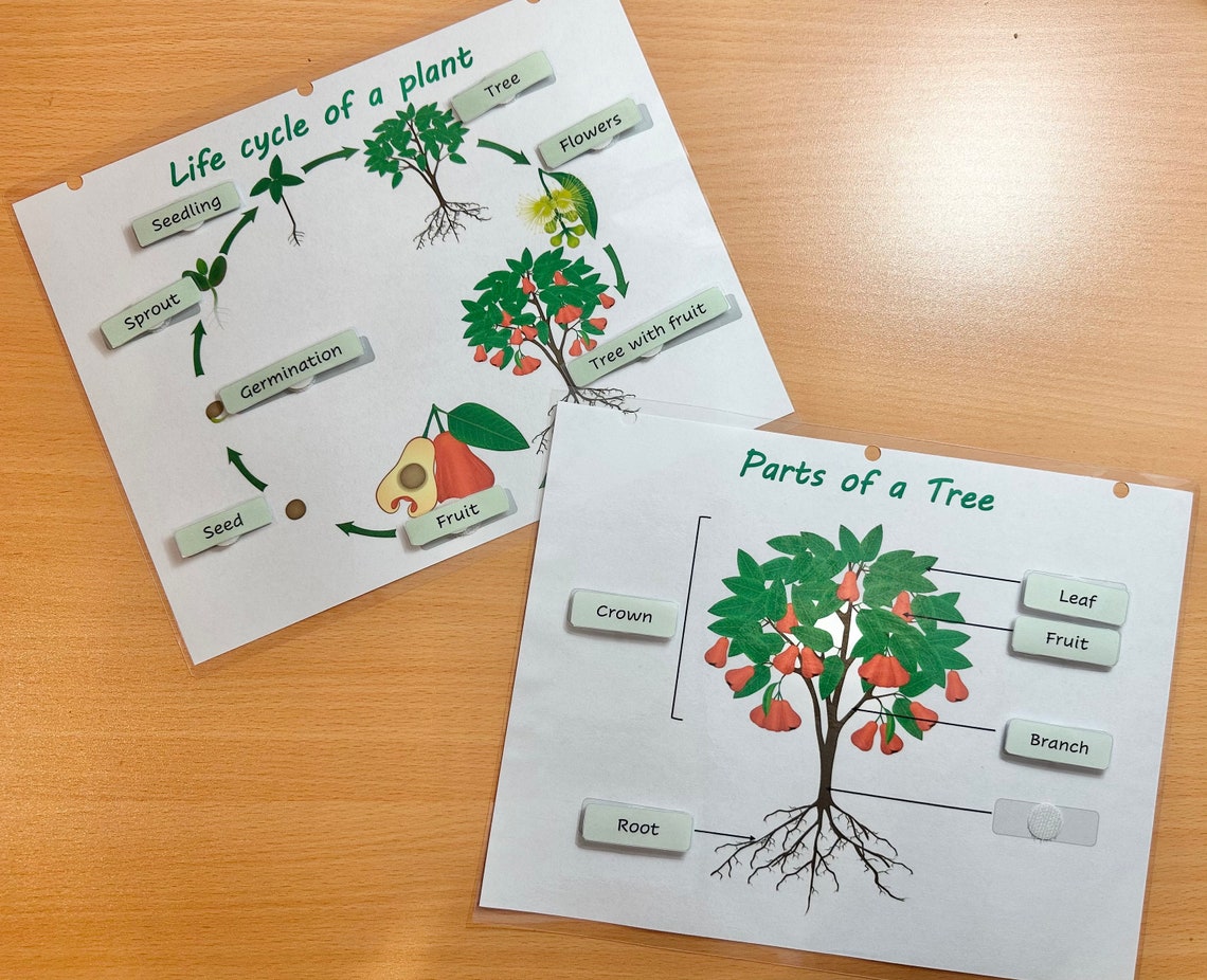 Parts of a Plant Printable Study Bundle Homeschool Plant Biology Unit ...