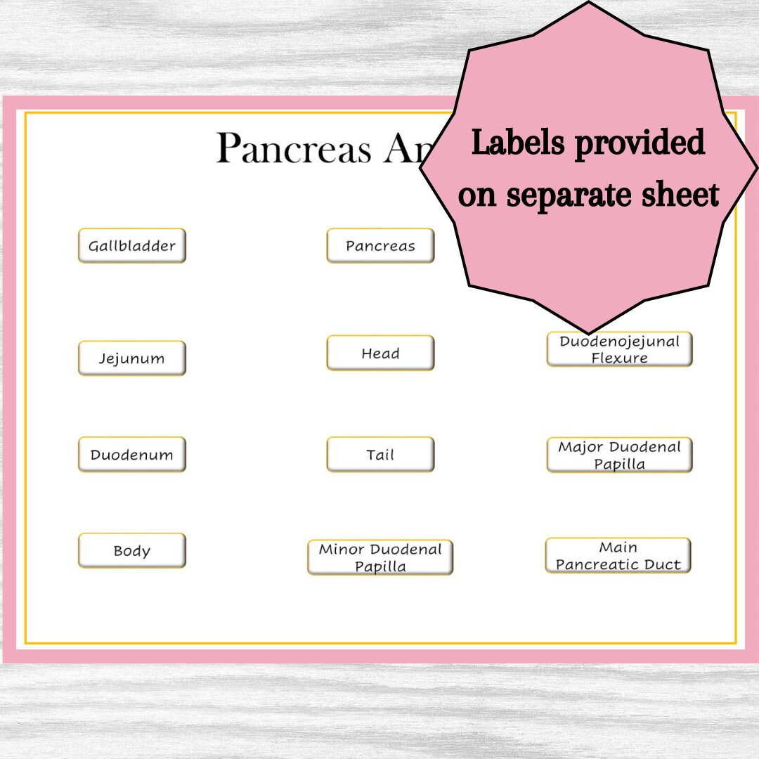 Organ Anatomy Diagram Bundle for Biology, Medical and Nursing Students ...