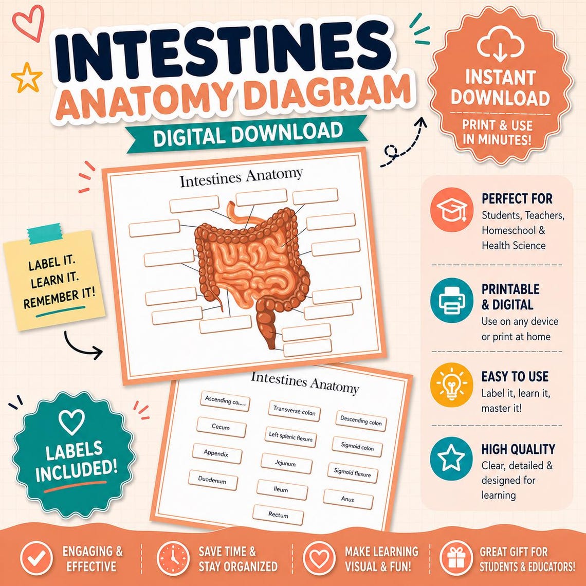 Intestines Anatomy Diagram – Printable Educational Learning Resource ...