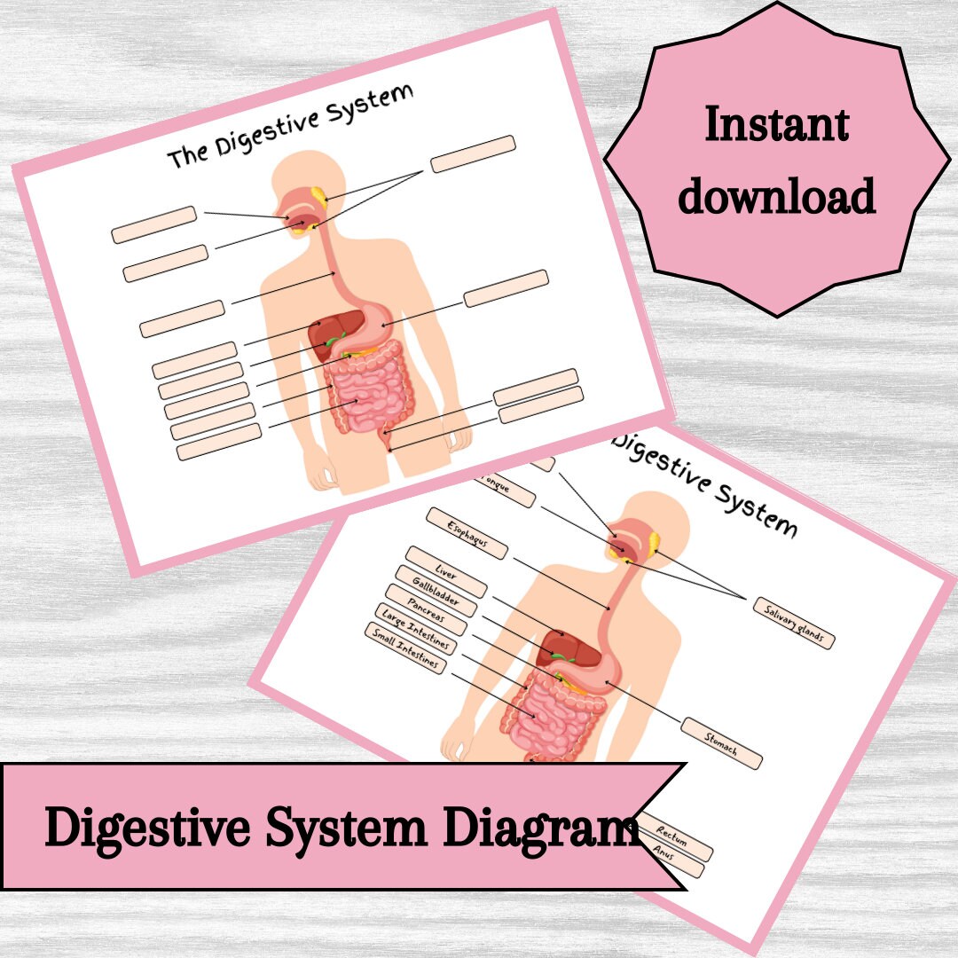 Digestive System Diagram – Educational Printable Learning Resource ...