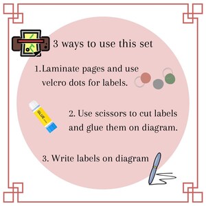 Stomach Anatomy Diagram – Printable Educational Resource (instant ...